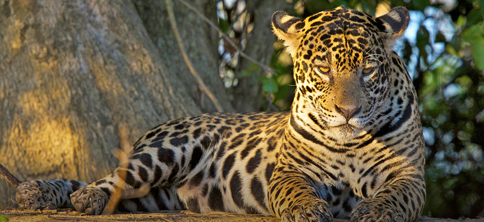 Parque Nacional El Impenetrable: Sector público y privado planifican ...