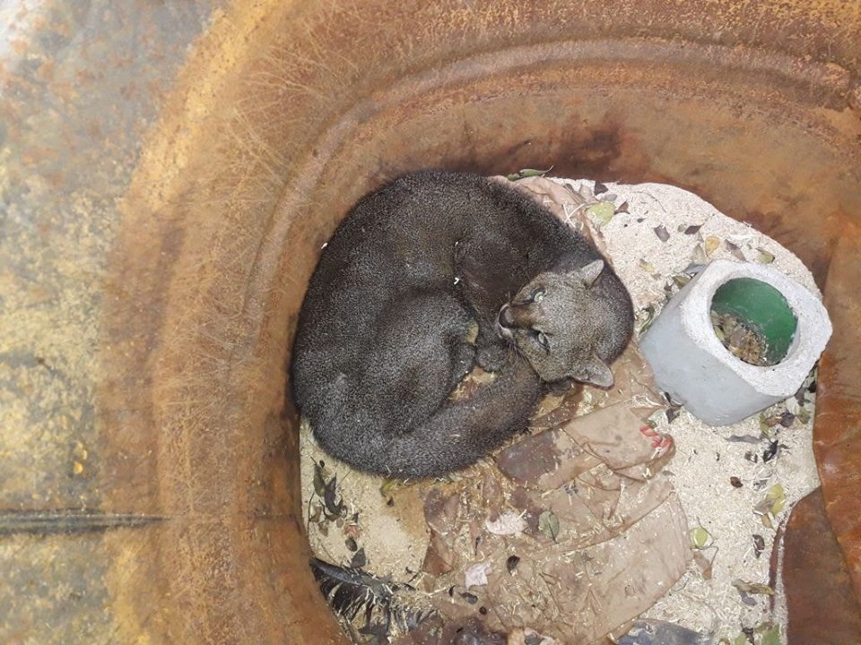 Gato moro sorprende en casa de una vecina